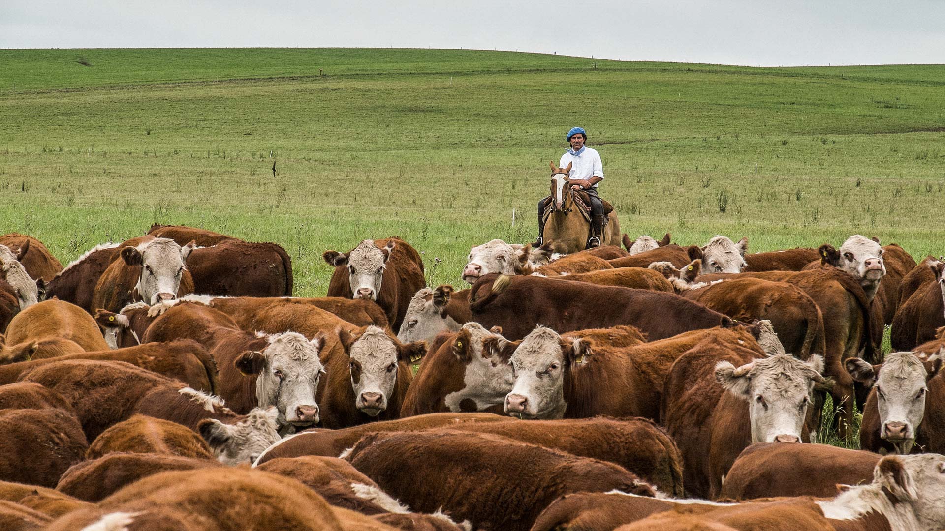 Tierhaltung · Ojo de Agua Beef · Argentina