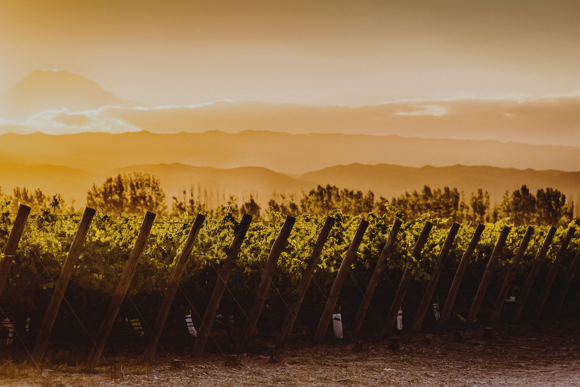 Agrelo Vineyard · Ojo de Agua Winery · Argentina